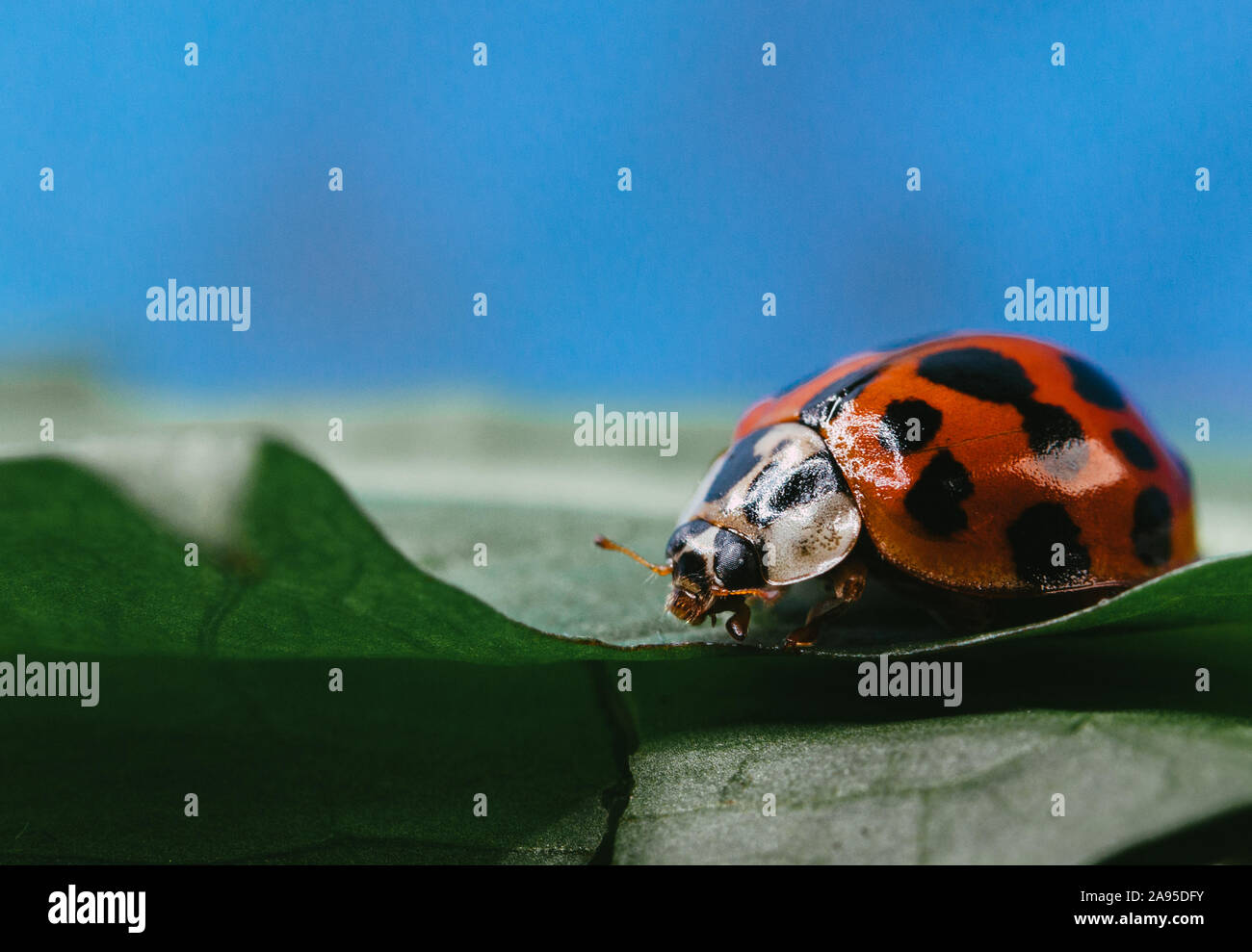 Ladybird wings hi-res stock photography and images - Alamy