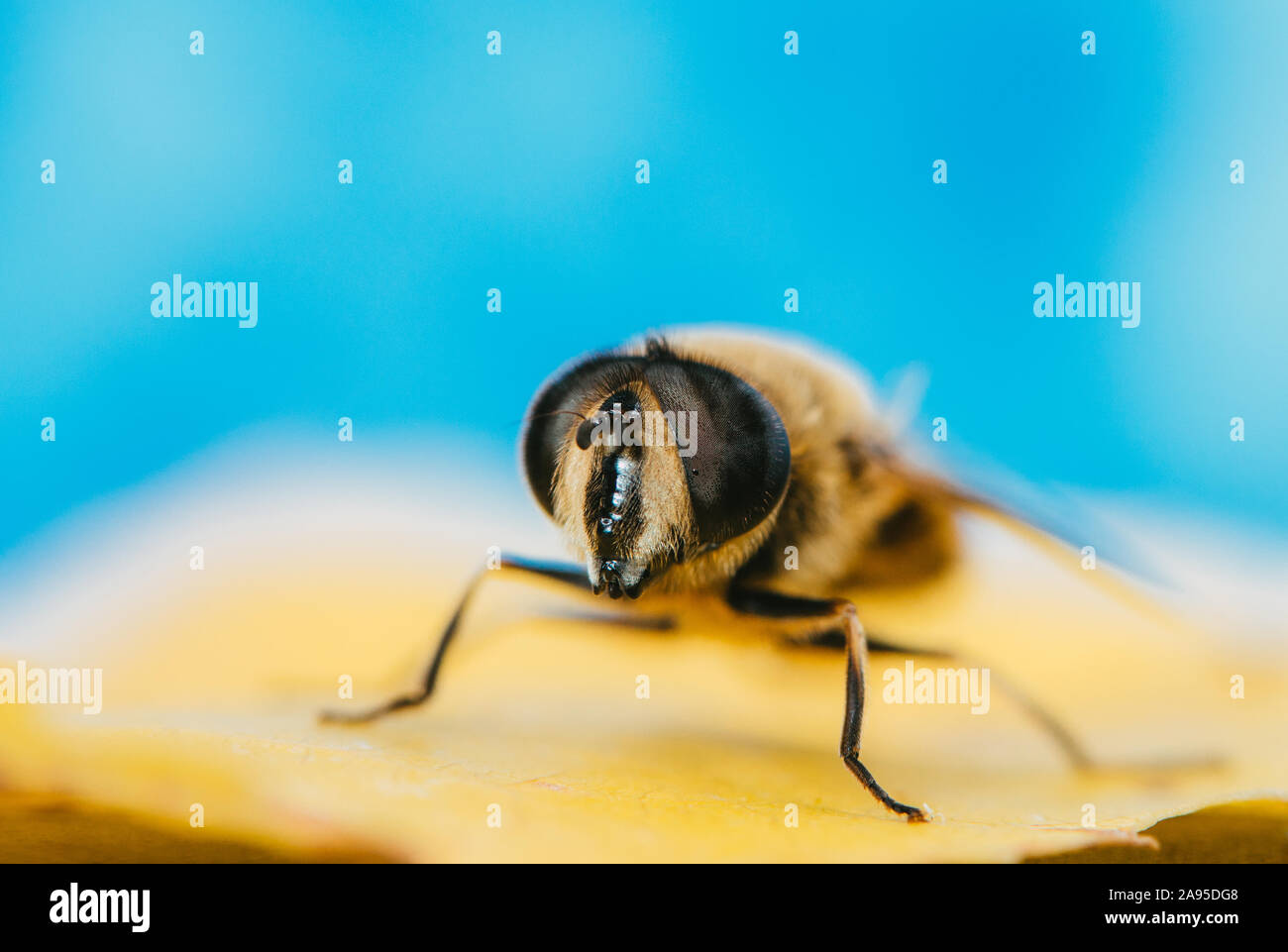 Bee or wasp type looking insect Stock Photo - Alamy