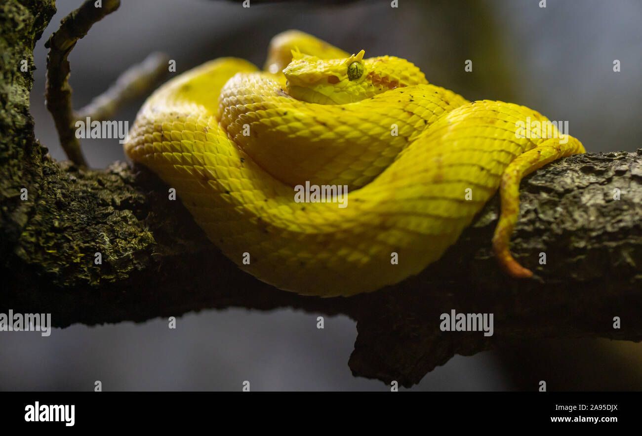 Snake eye camera hi-res stock photography and images - Alamy