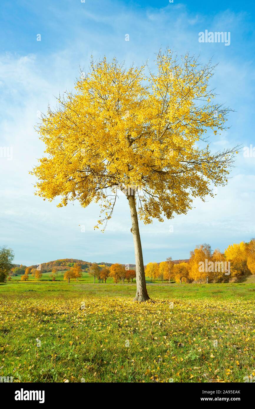Common aspen (Populus tremula) with yellow leaves in autumn, Thuringia ...