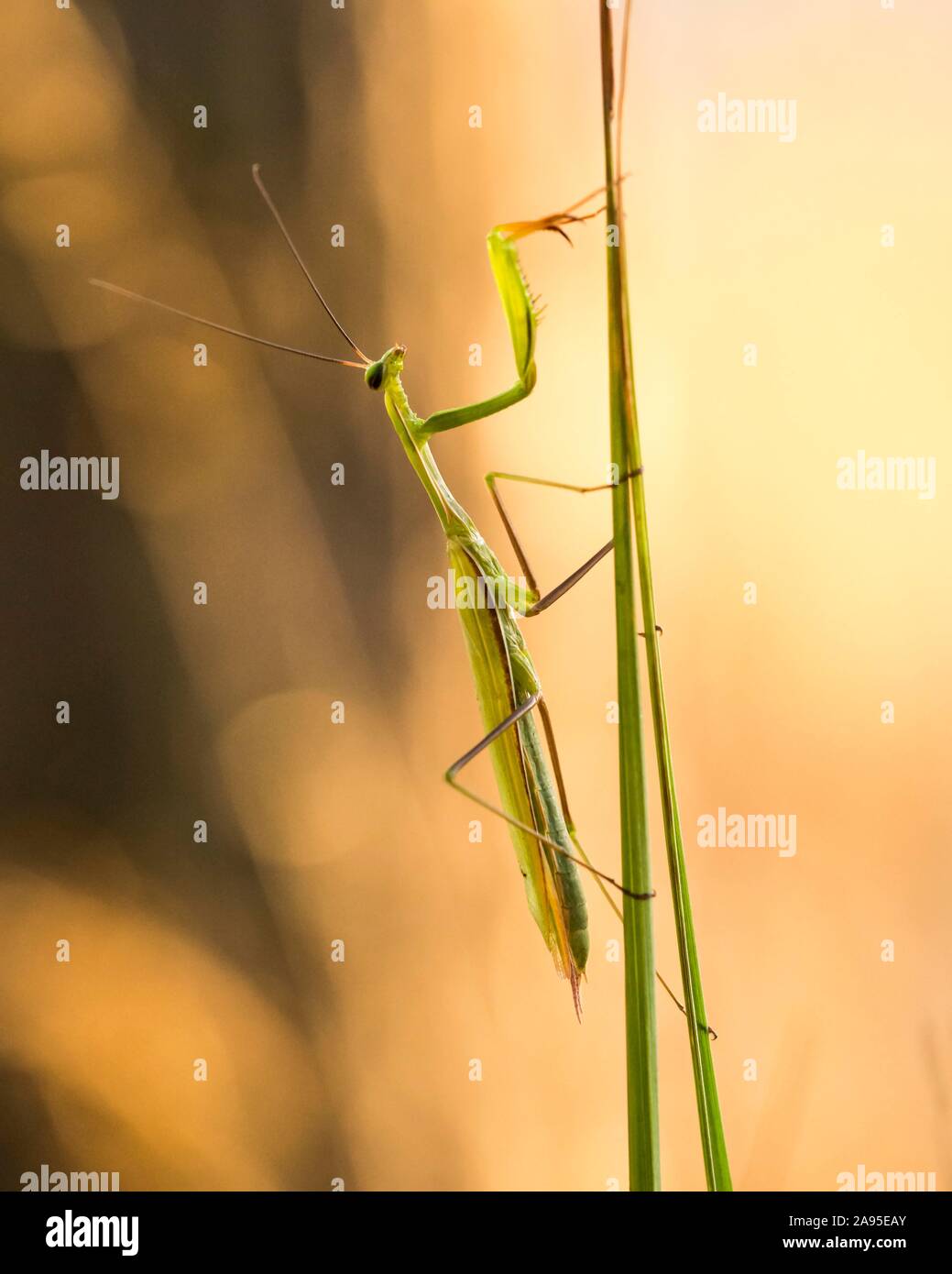 Mantis (Mantis religiosa) on grass blade, Hesse, Germany Stock Photo ...