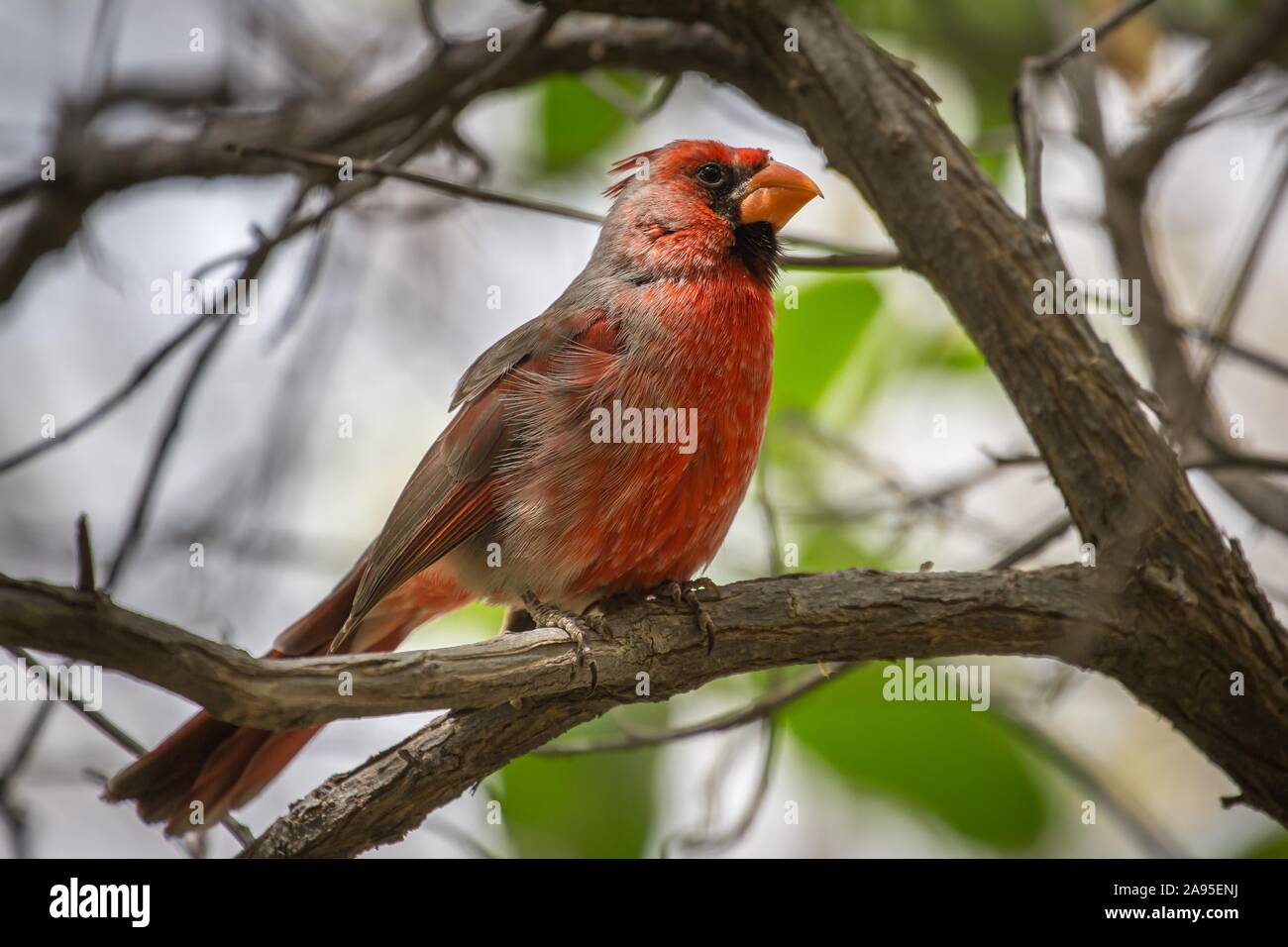 Arizona cardinal hi-res stock photography and images - Alamy
