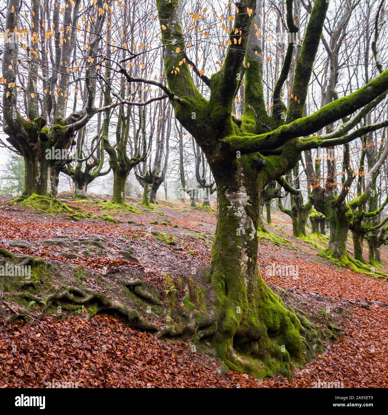 Gorbea Natural Park, Parque natural de Gorbea, Gorbeia, Basque Country ...