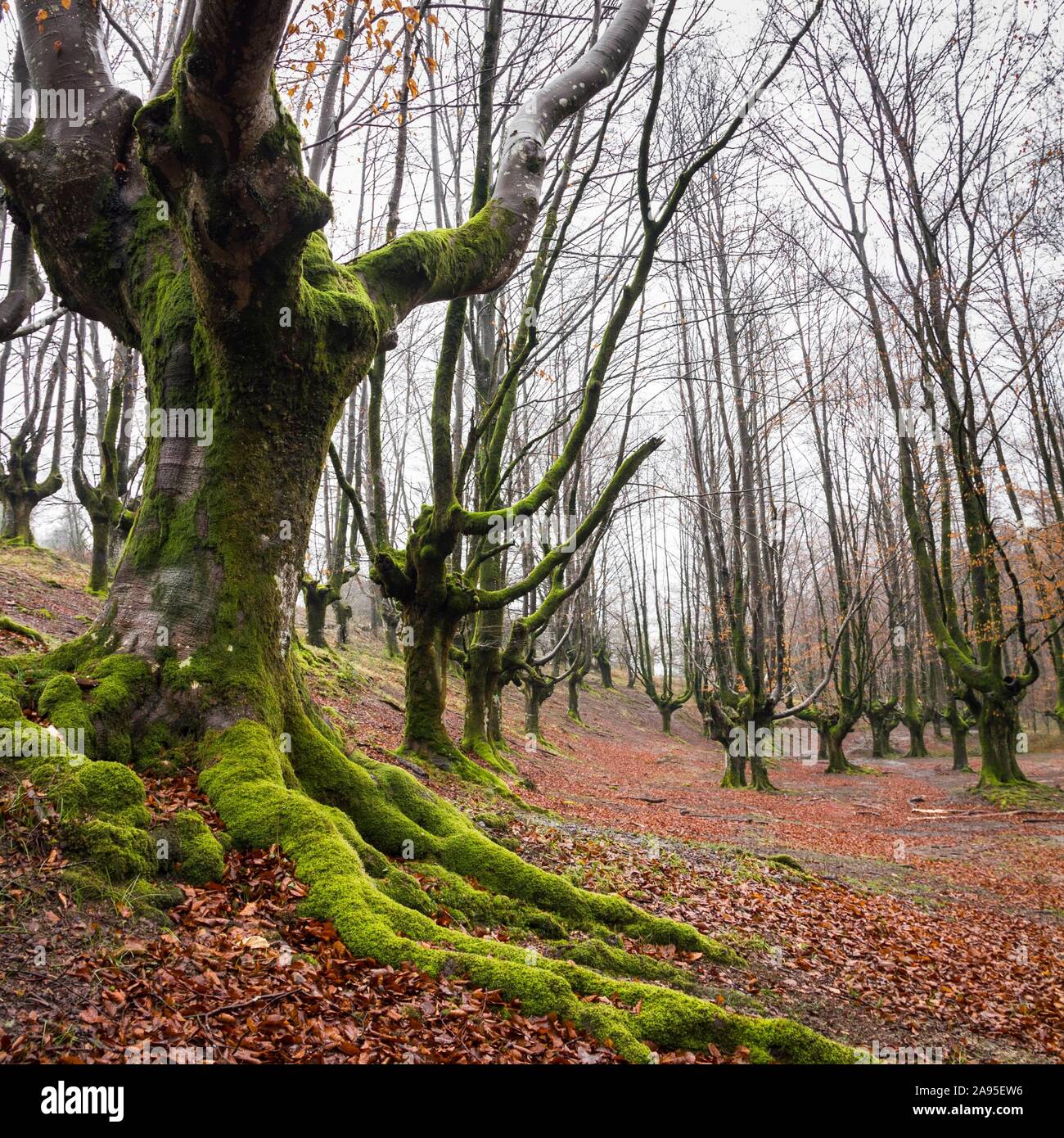 Gorbea Natural Park, Parque natural de Gorbea, Gorbeia, Basque Country ...