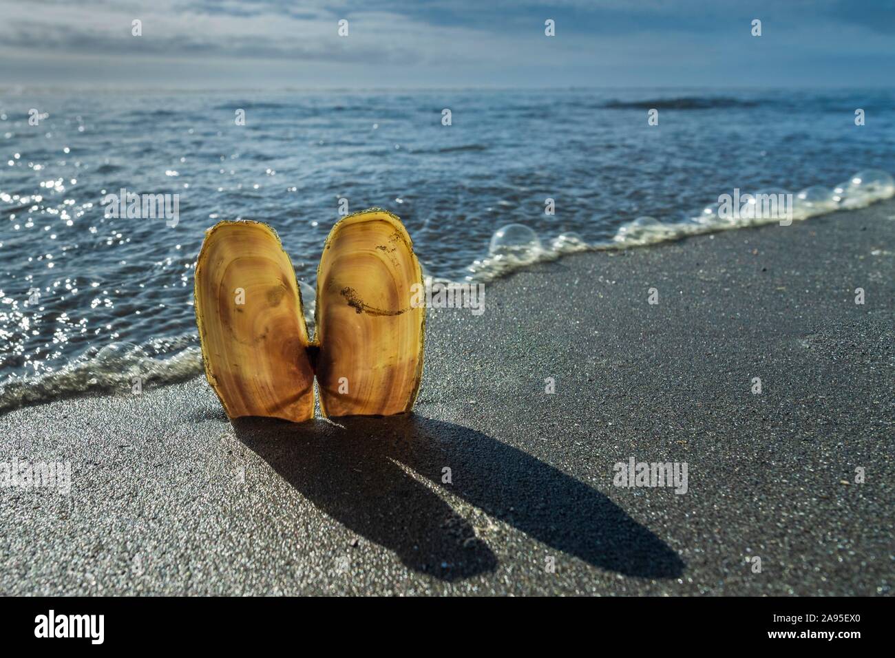 Mussels in the sand, Olympic National Park, Washington, USA Stock Photo ...