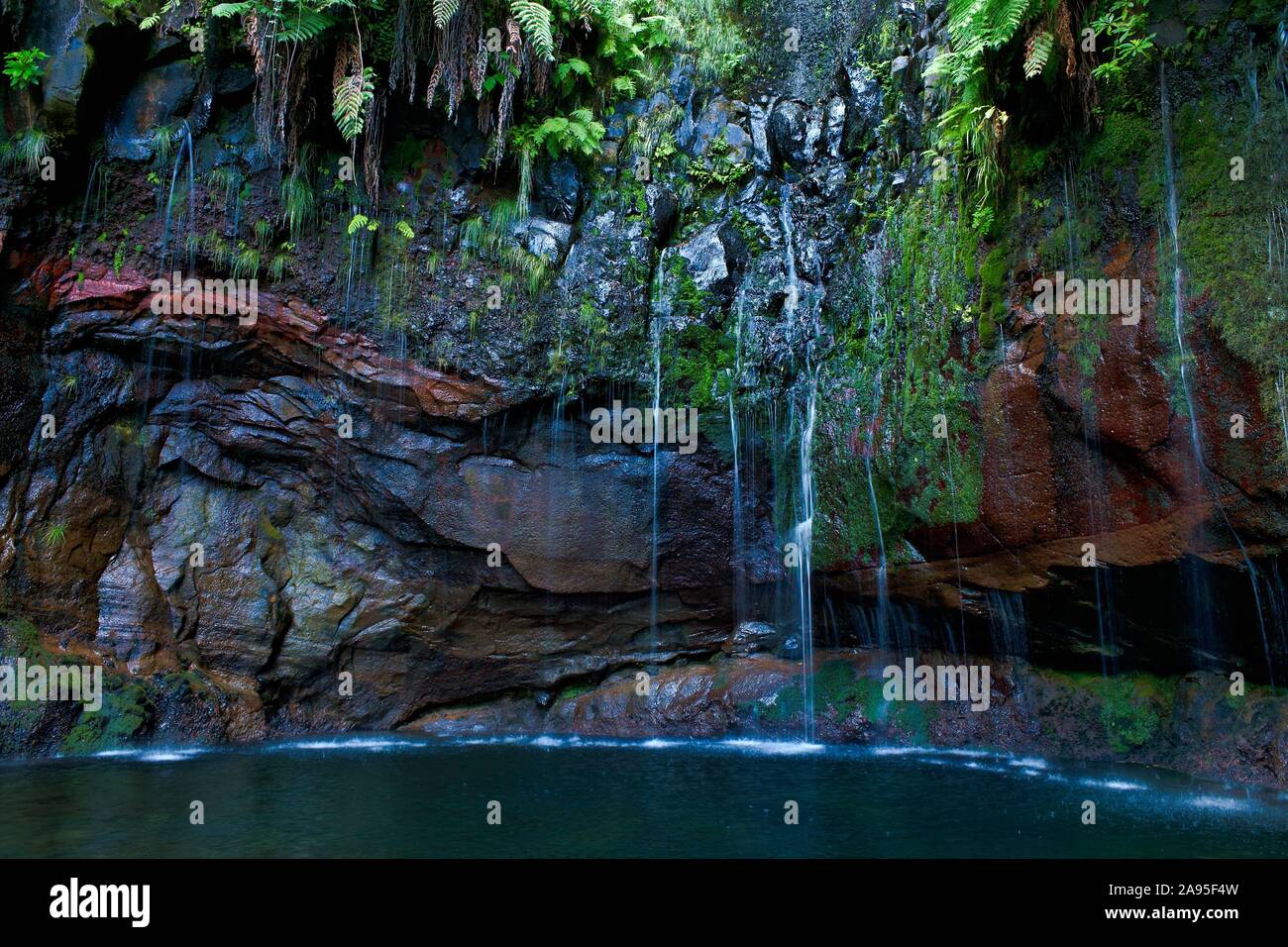 Rock face overgrown with ferns (Polypodiopsida, Filicopsida) at the ...
