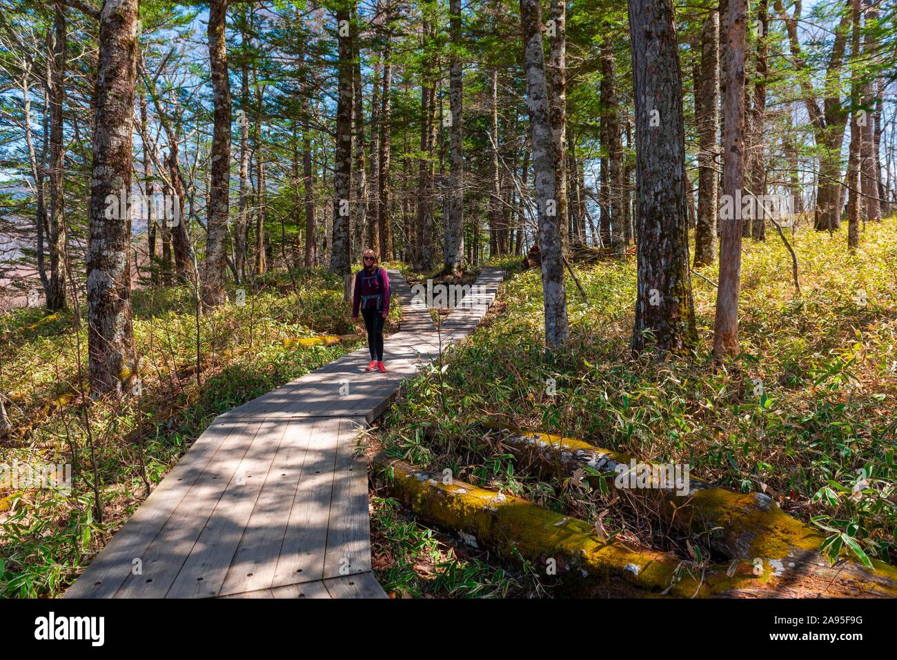 Woman on hiking trail through bamboo, Senjogahara marshland, Nikko ...