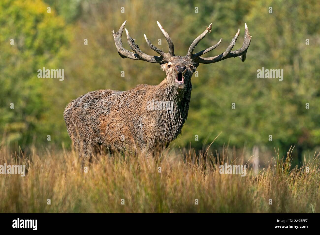 Red deer france hi-res stock photography and images - Alamy