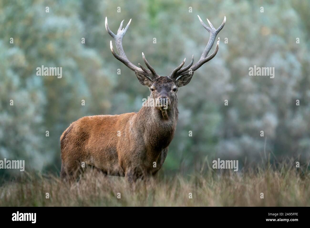 Deer Of France High Resolution Stock Photography and Images - Alamy