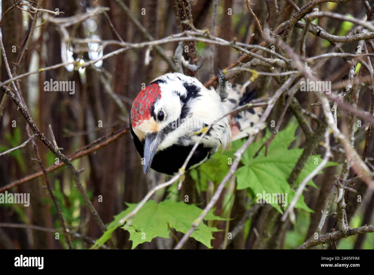 White backed woodpecker hi-res stock photography and images - Alamy