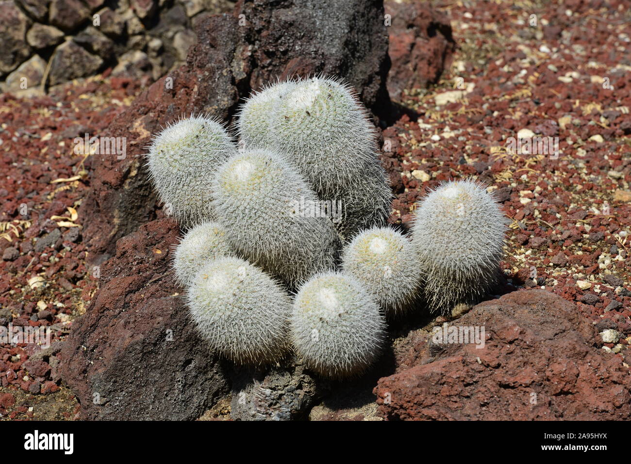 A desert Cactus garden in California Stock Photo - Alamy