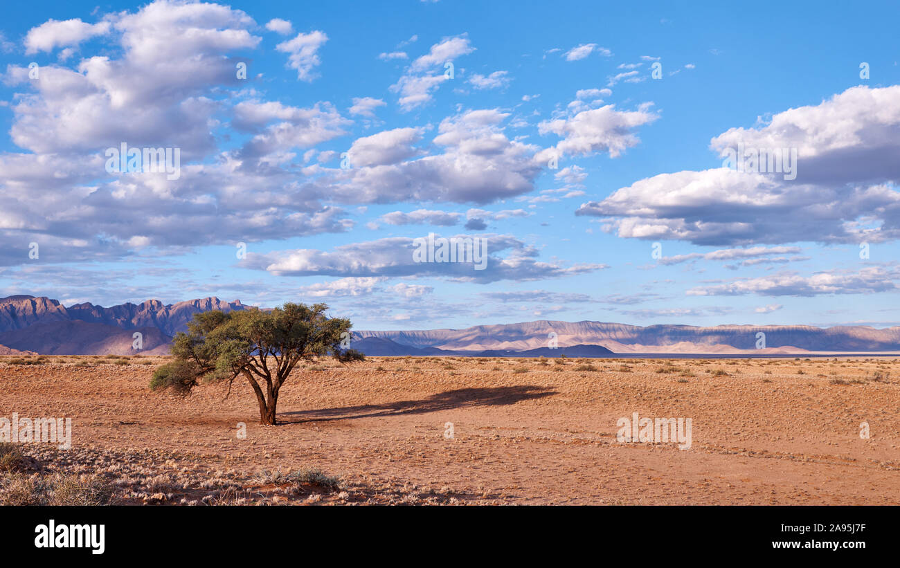 Namibian landscape with tree Stock Photo - Alamy