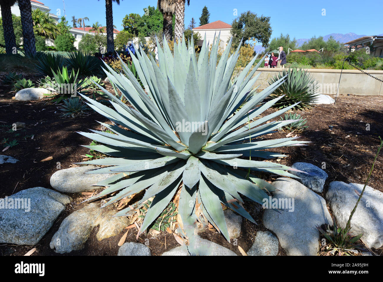 A desert Cactus garden in California Stock Photo - Alamy