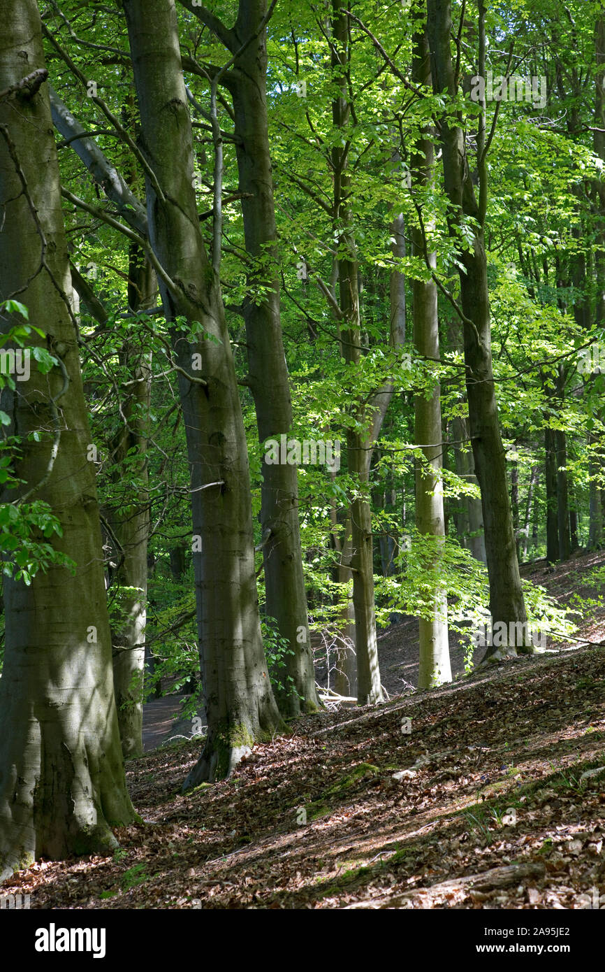 Mature Beech trees in woodland, Peak District, UK Stock Photo - Alamy