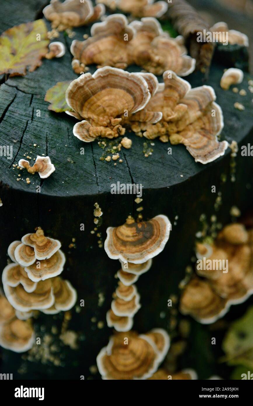Non edible mushrooms hi-res stock photography and images - Alamy