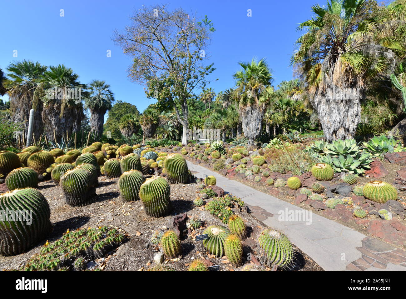 A desert Cactus garden in California Stock Photo - Alamy