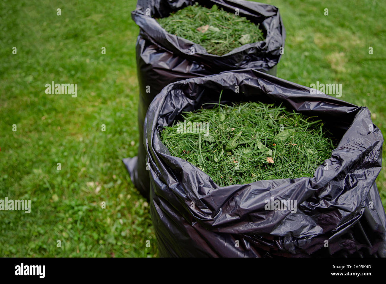 Mowing a household garden lawn with black bag of grass clippings. Grass ...