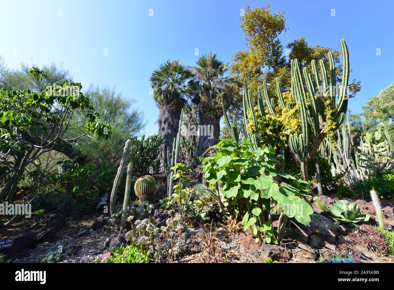 A desert Cactus garden in California Stock Photo - Alamy