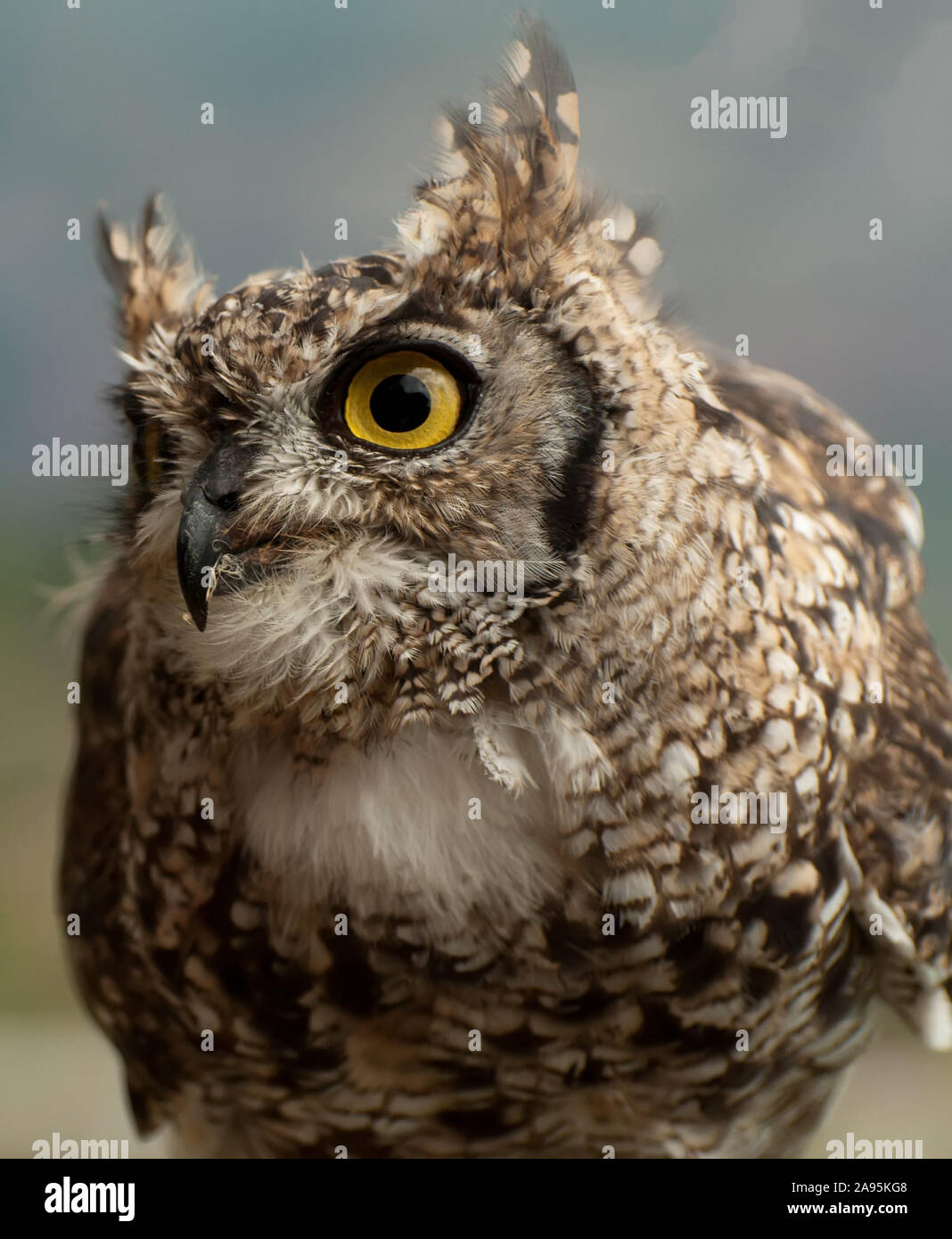 Angry brown owl hi-res stock photography and images - Alamy