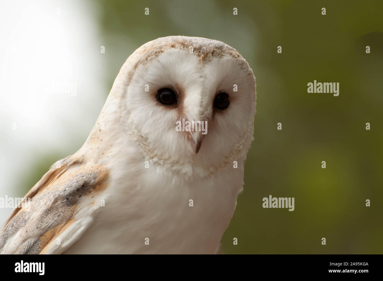 Evil owl hi-res stock photography and images - Alamy