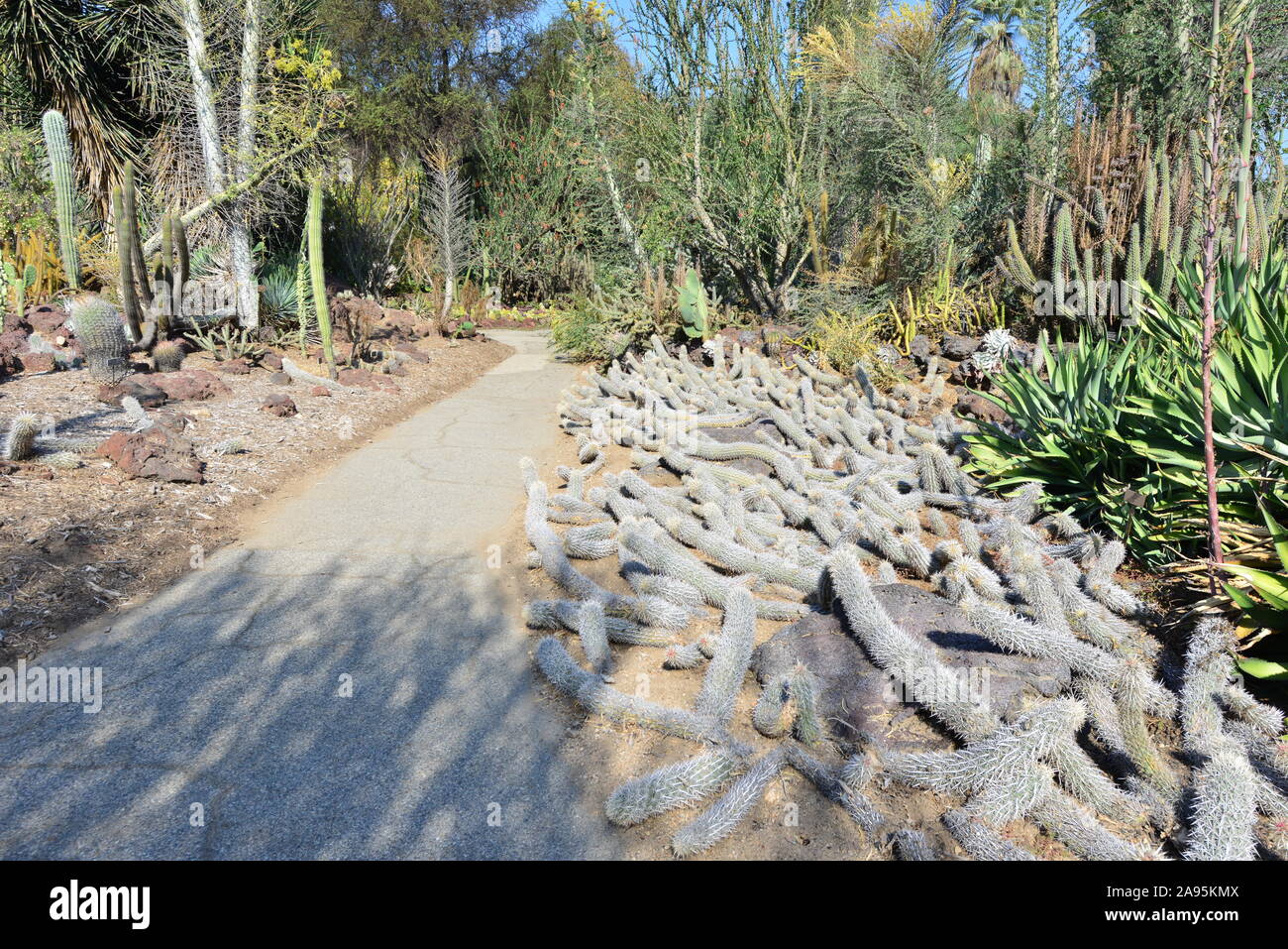 A desert Cactus garden in California Stock Photo - Alamy