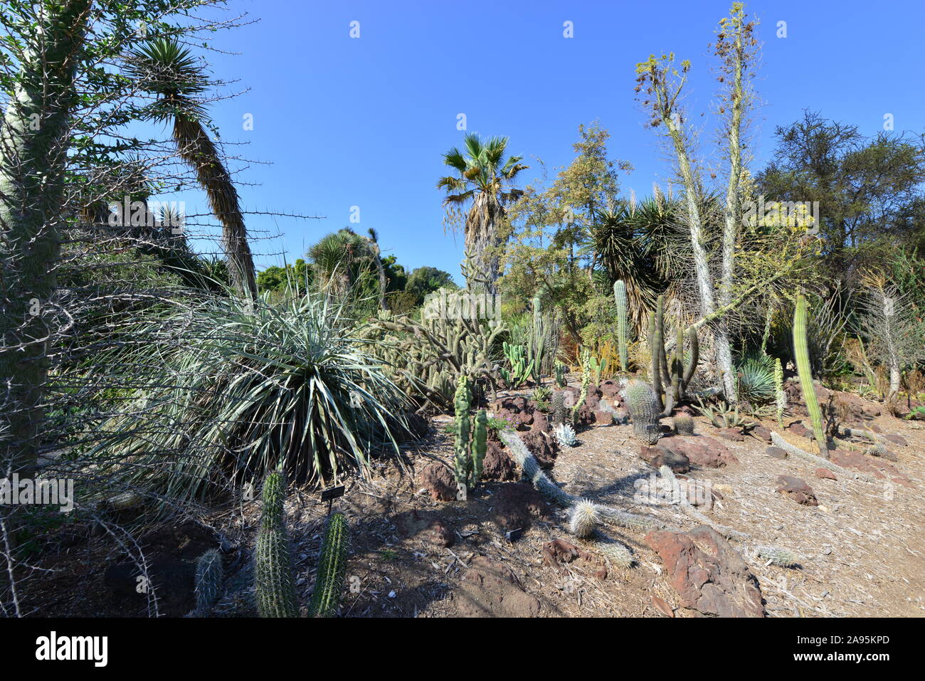 A desert Cactus garden in California Stock Photo - Alamy