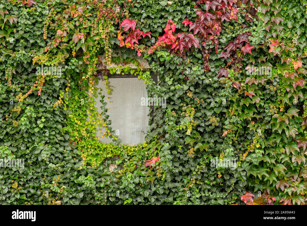 Overgrown vine hi-res stock photography and images - Alamy