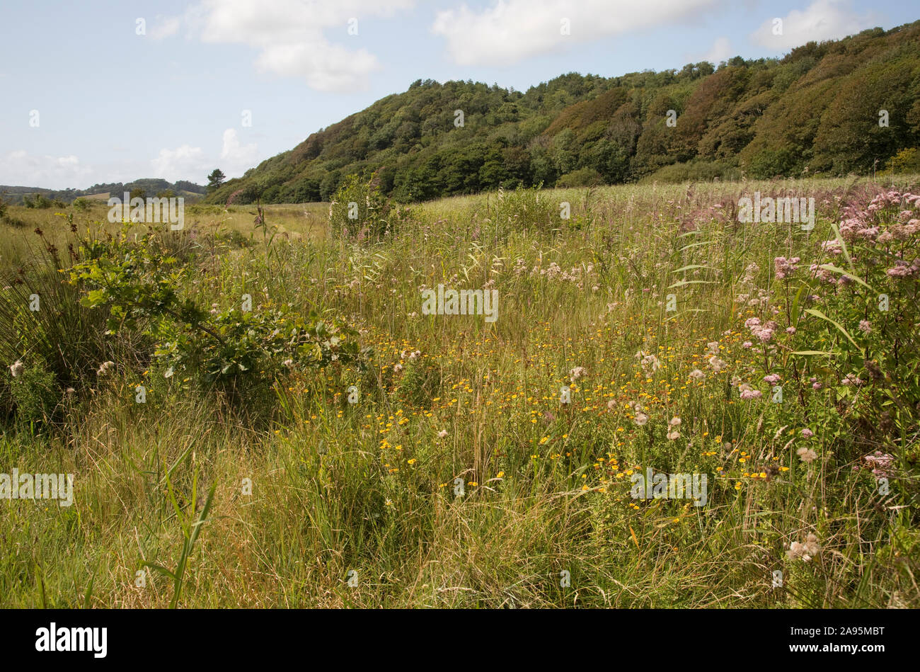 Oxwich burrows hi-res stock photography and images - Alamy