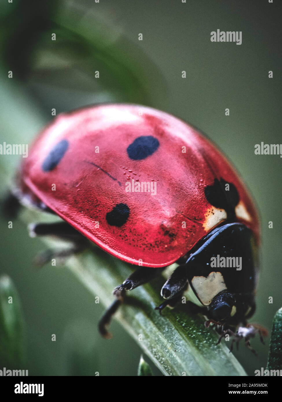 Ladybug on grass Stock Photo - Alamy