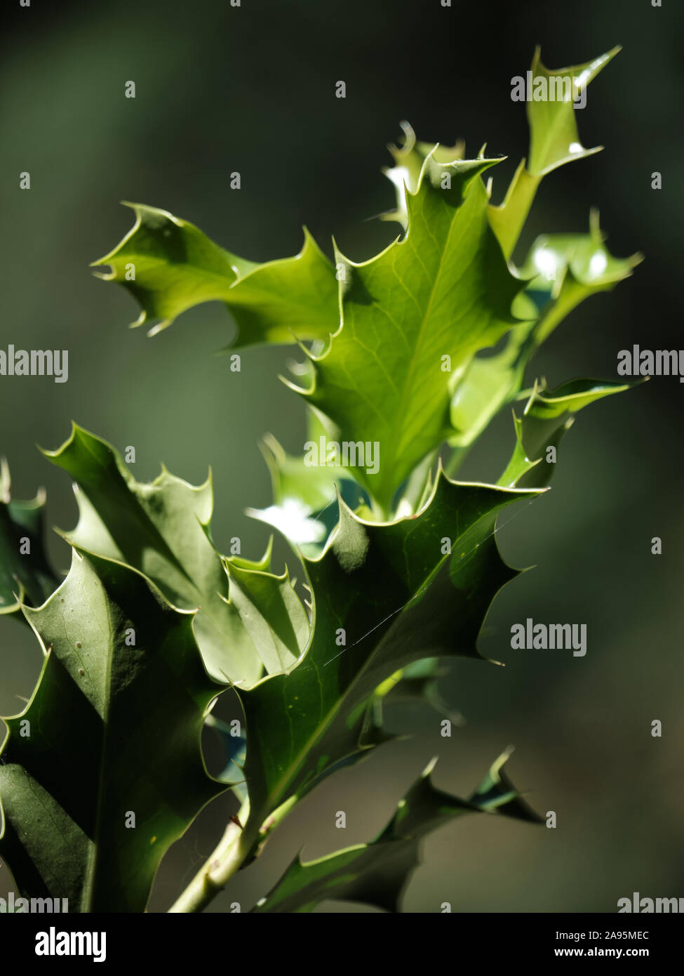 Pointy leaf hi-res stock photography and images - Alamy