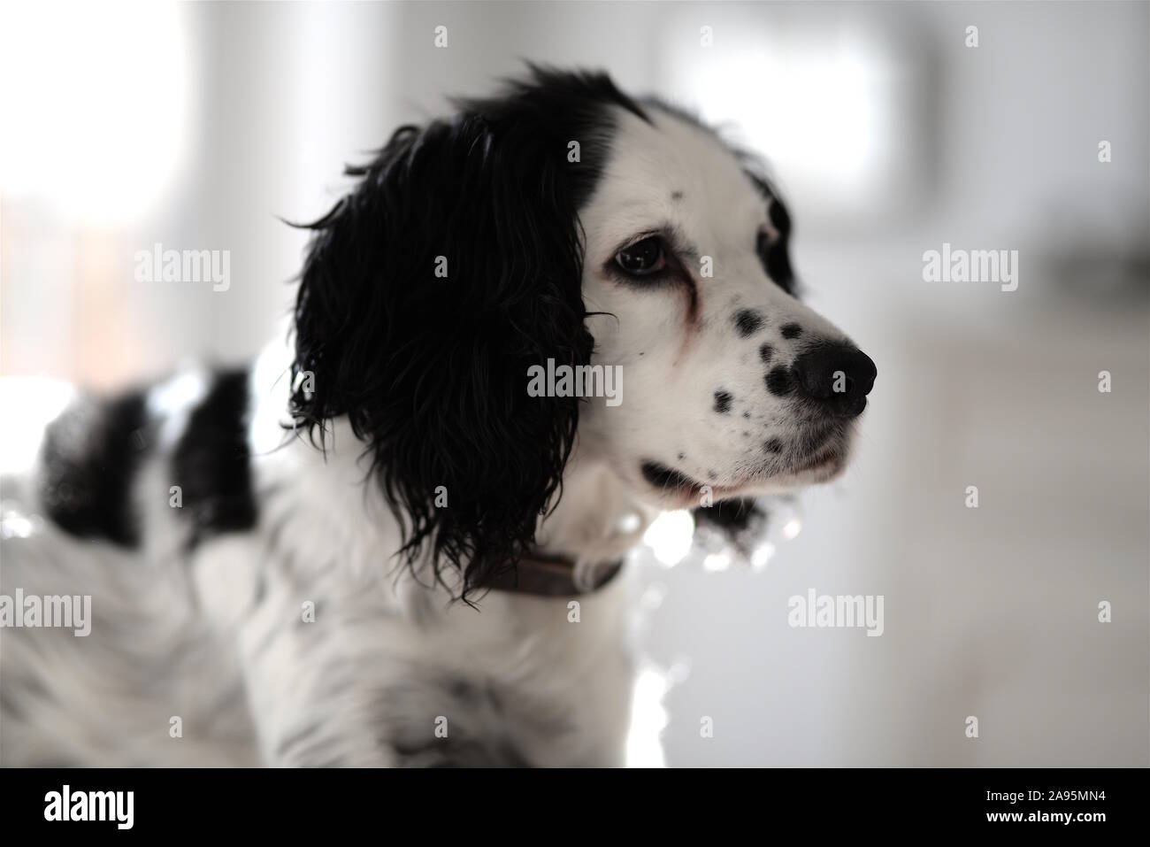 Black and white springer spaniel hi-res stock photography and images ...