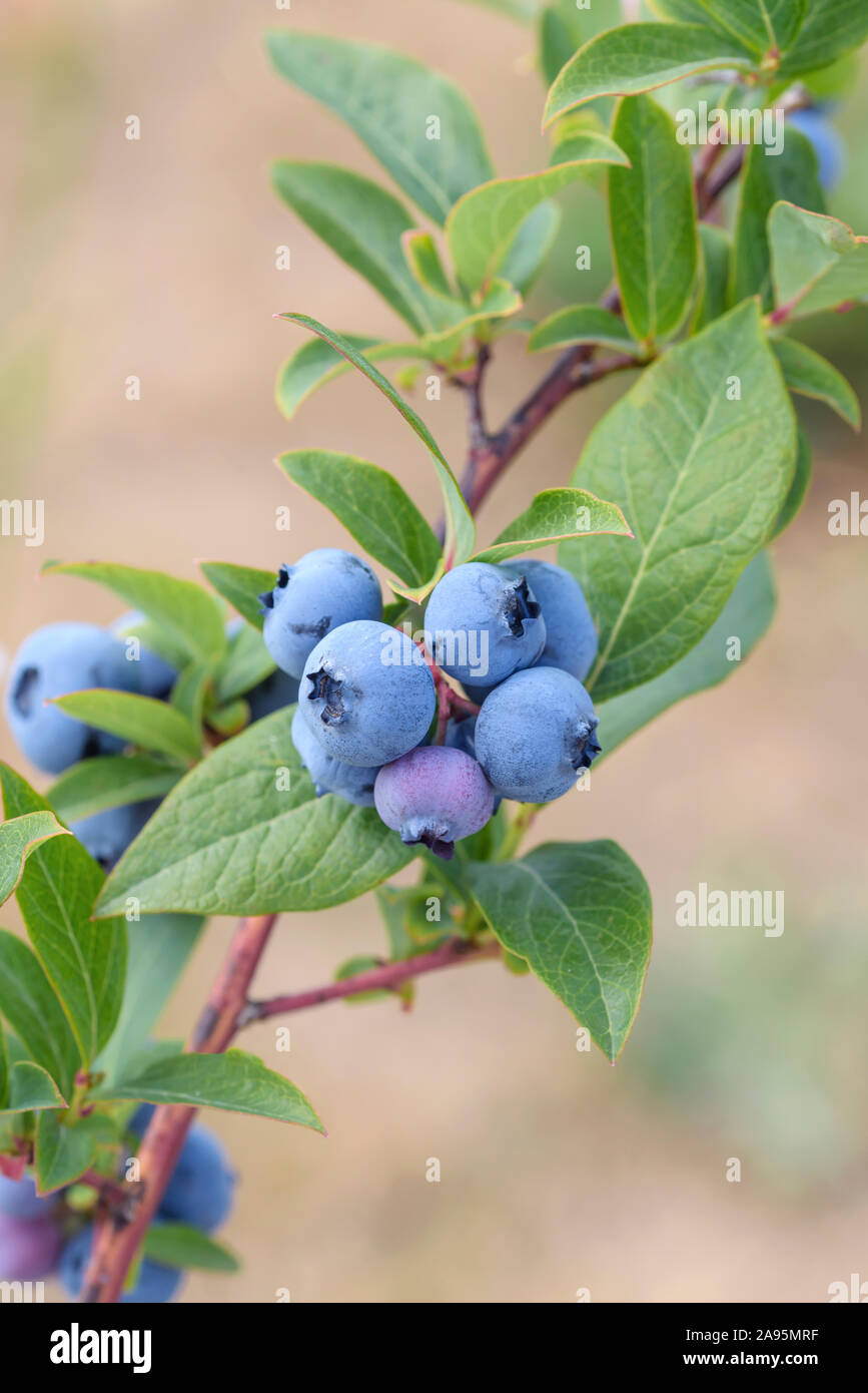 Amerikanische heidelbeere hi-res stock photography and images - Alamy