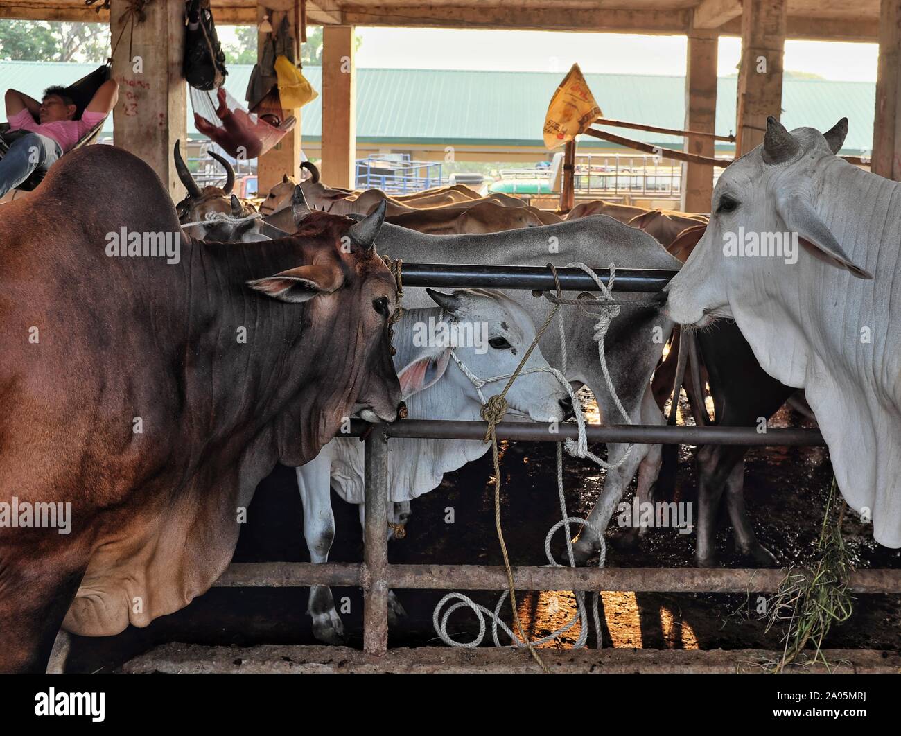 Philippines agriculture hi-res stock photography and images - Alamy