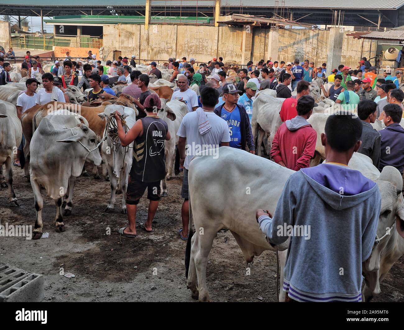 Livestock auction market hi-res stock photography and images - Alamy