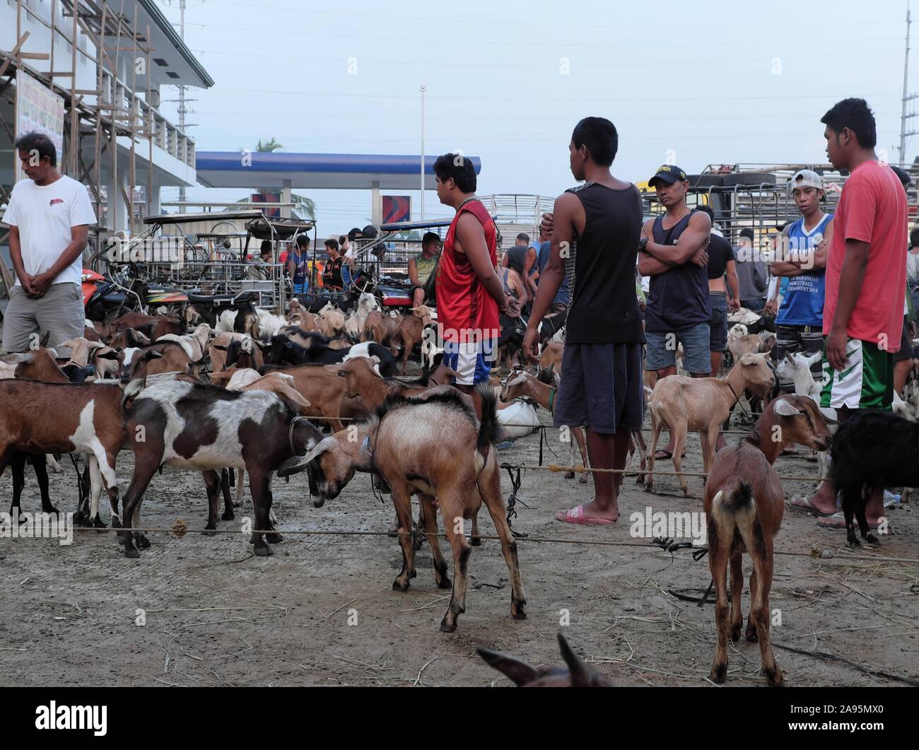 Filipino goat hi-res stock photography and images - Alamy