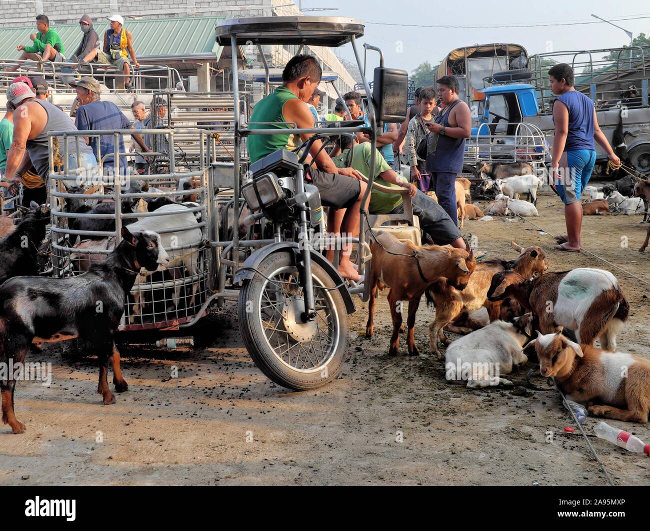 Filipino goat hi-res stock photography and images - Alamy