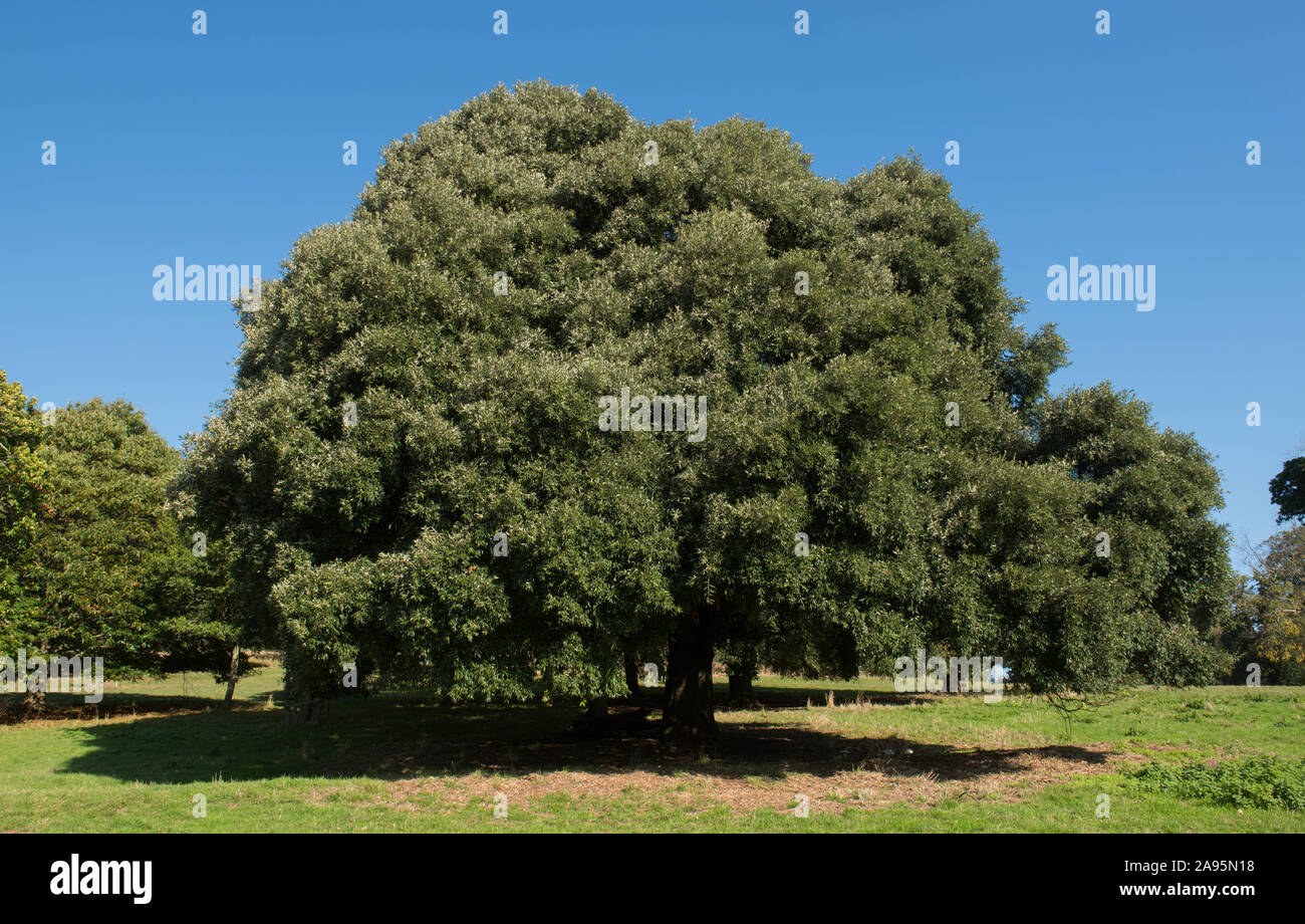Evergreen Oak, Holly Oak or Holm Oak Tree (Quercus ilex) with a Bright ...