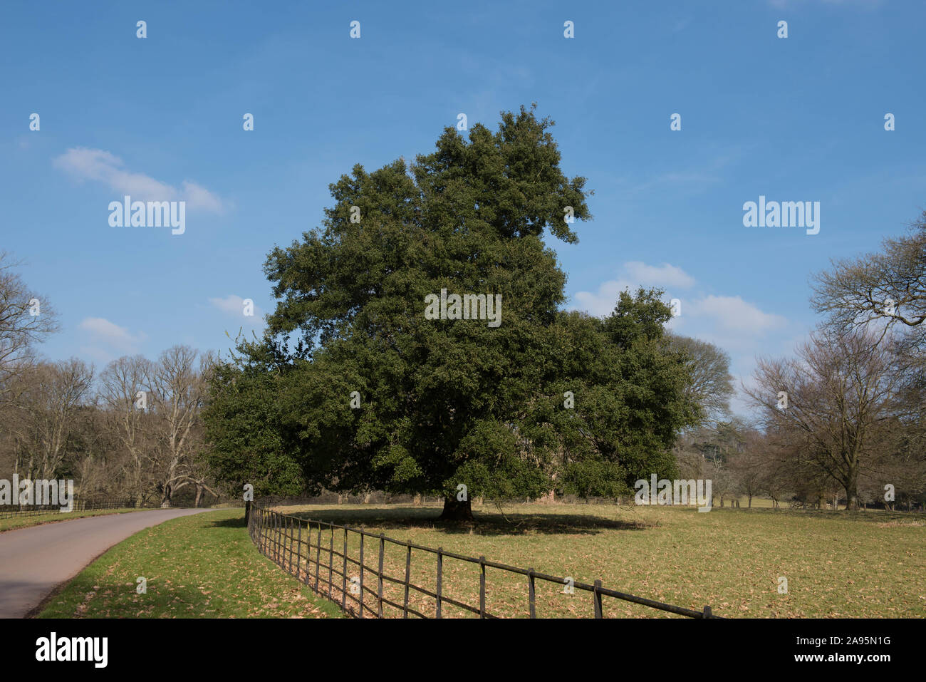 Evergreen Oak, Holly Oak or Holm Oak Tree (Quercus ilex) with a Bright ...