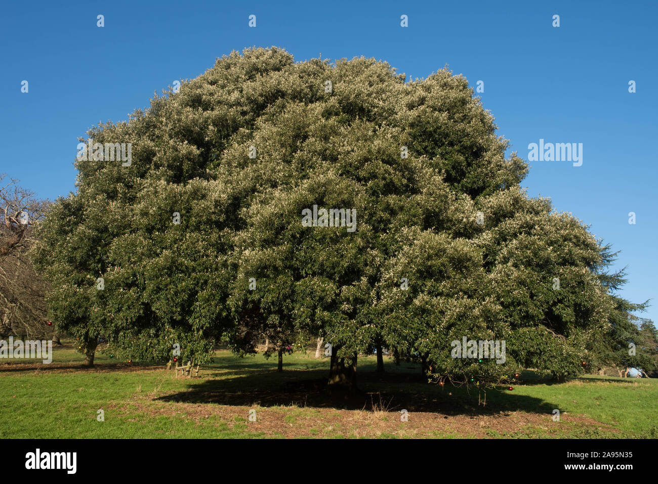 Evergreen Oak, Holly Oak or Holm Oak Tree (Quercus ilex) with a Bright ...