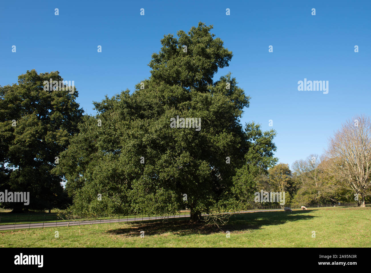 Evergreen Oak, Holly Oak or Holm Oak Tree (Quercus ilex) with a Bright ...