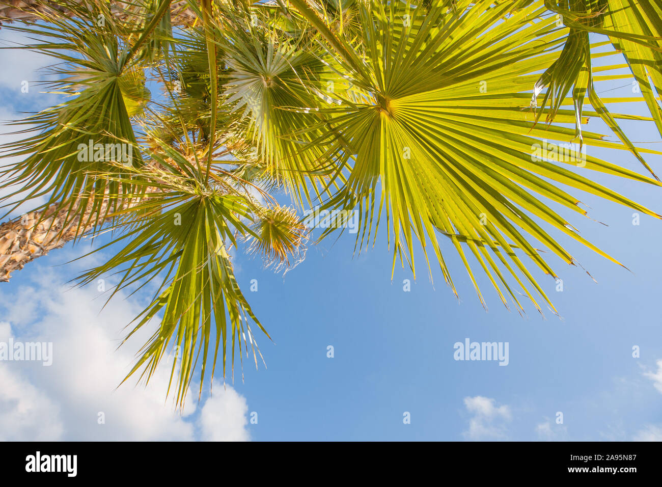 Perspective view of palm trees Stock Photo - Alamy