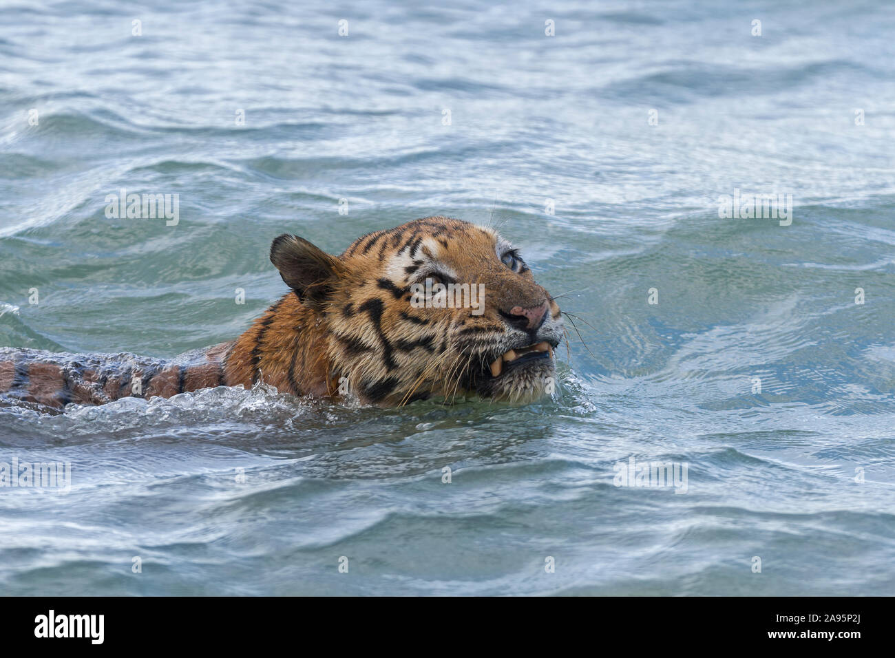 Tiger sundarban national park hi-res stock photography and images - Alamy