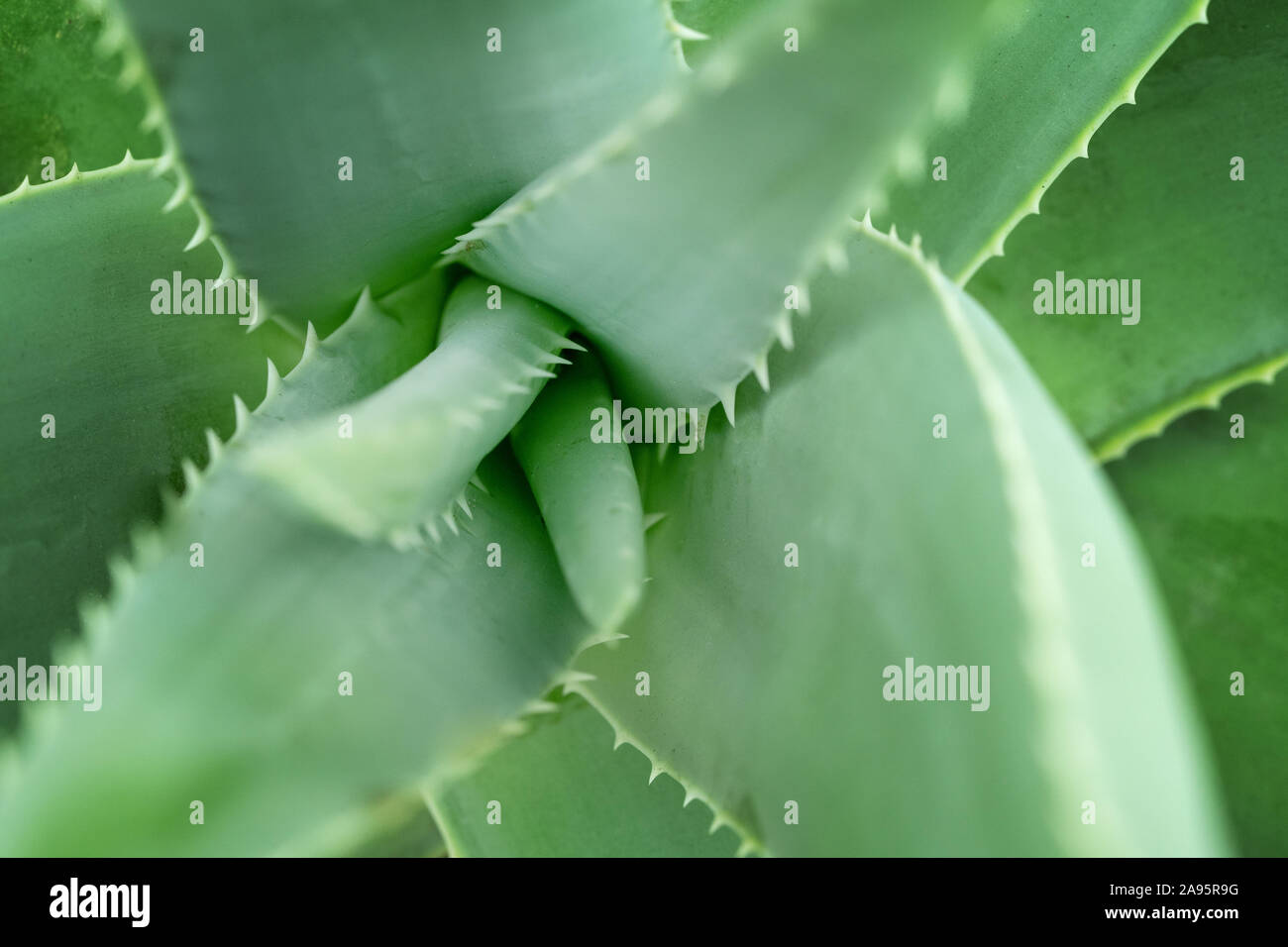 Grow aloevera hi-res stock photography and images - Alamy