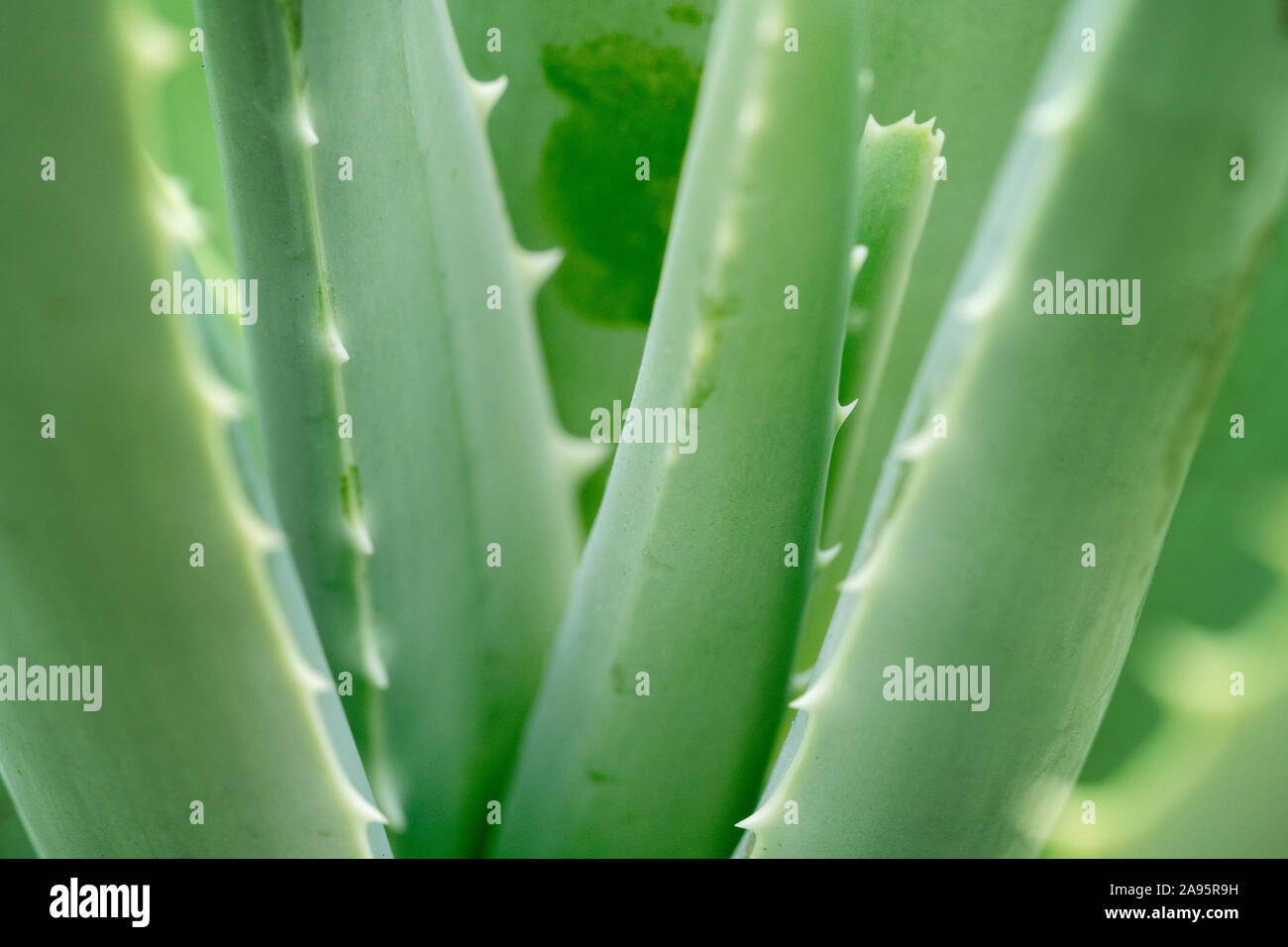 Close up aloe vera plant, full frame Stock Photo - Alamy