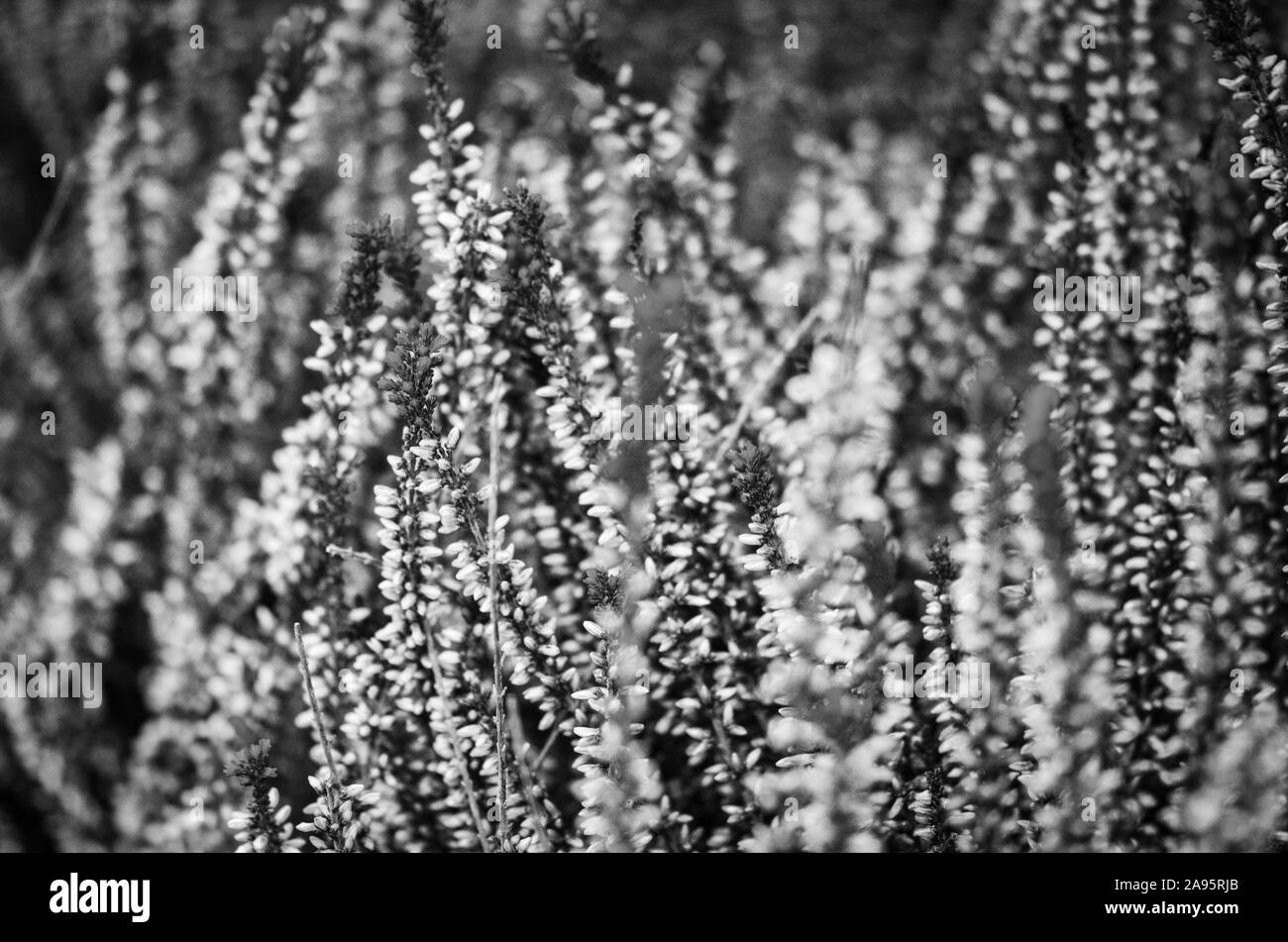 Spring blue pink flowers Black and White Stock Photos & Images - Alamy