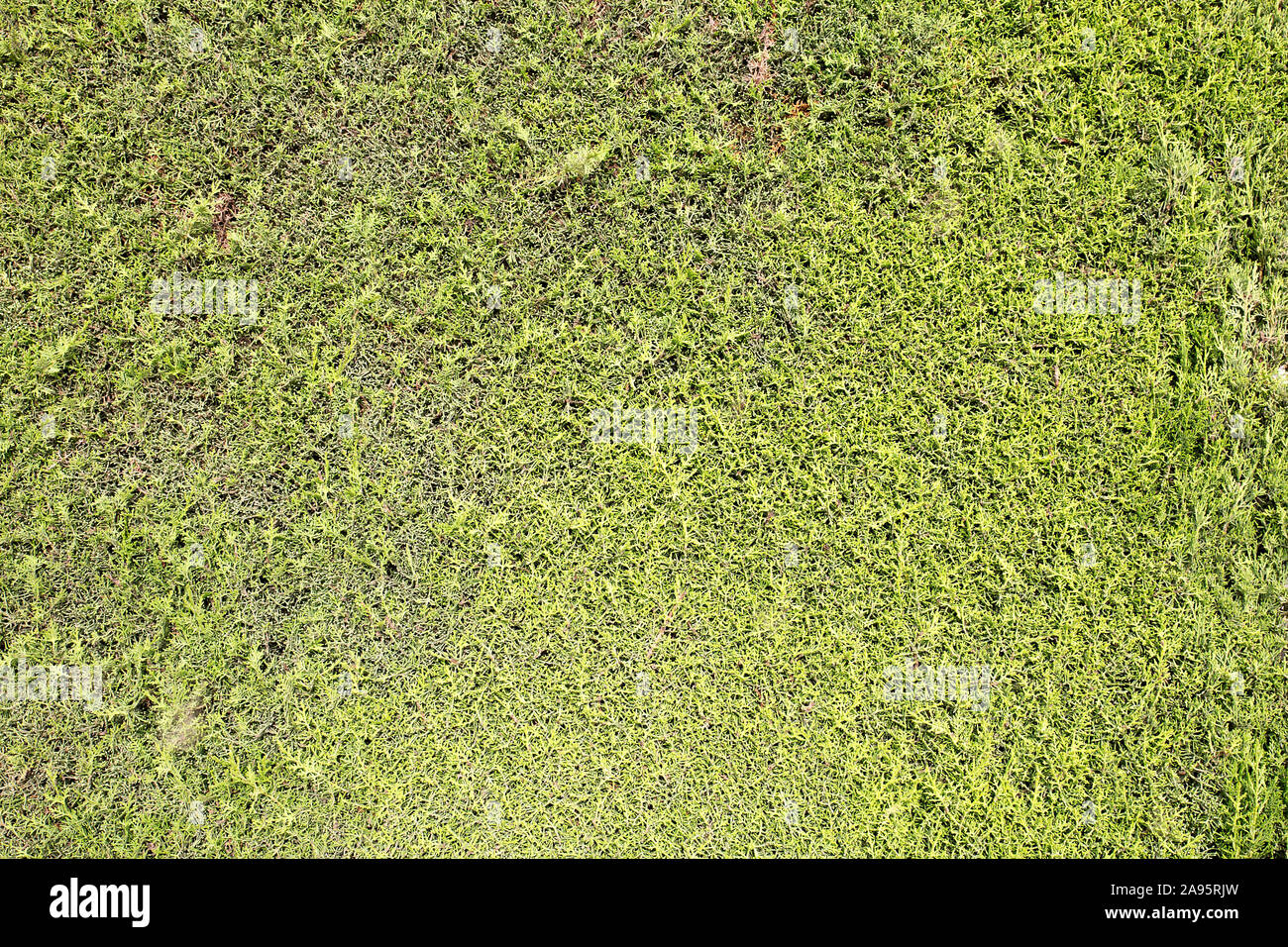 front view of a green hedge as a fence Stock Photo - Alamy