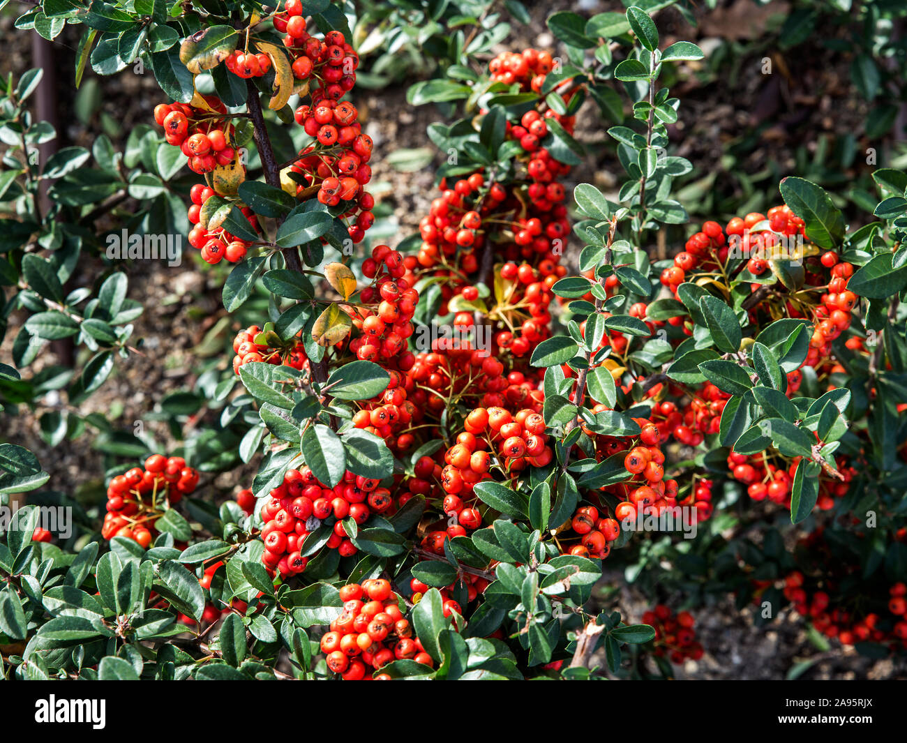 small red fruits in plant aucuba japonica plant Stock Photo - Alamy