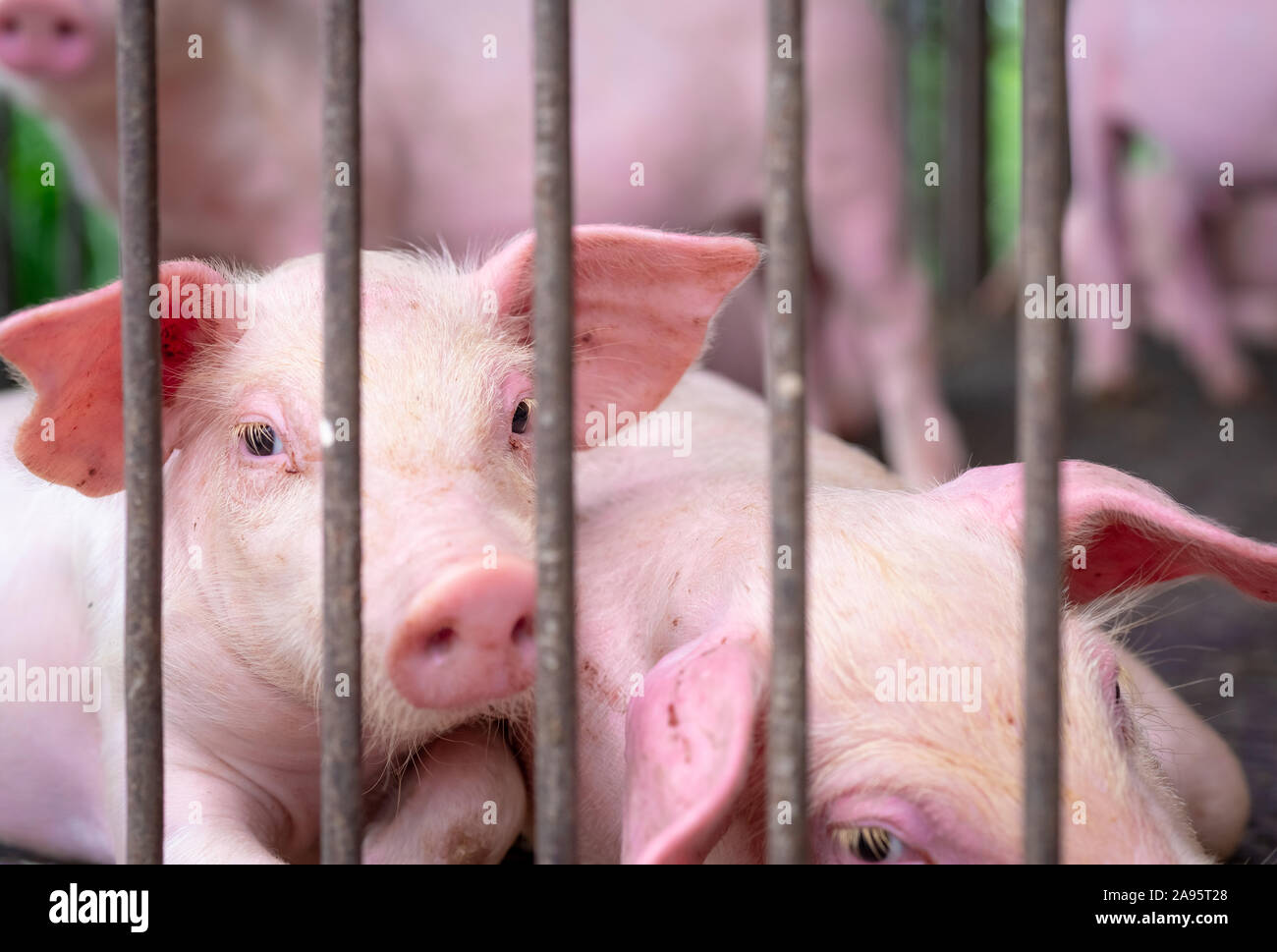 Cute piglet in farm. Sad and healthy small pig. Livestock farming. Meat ...