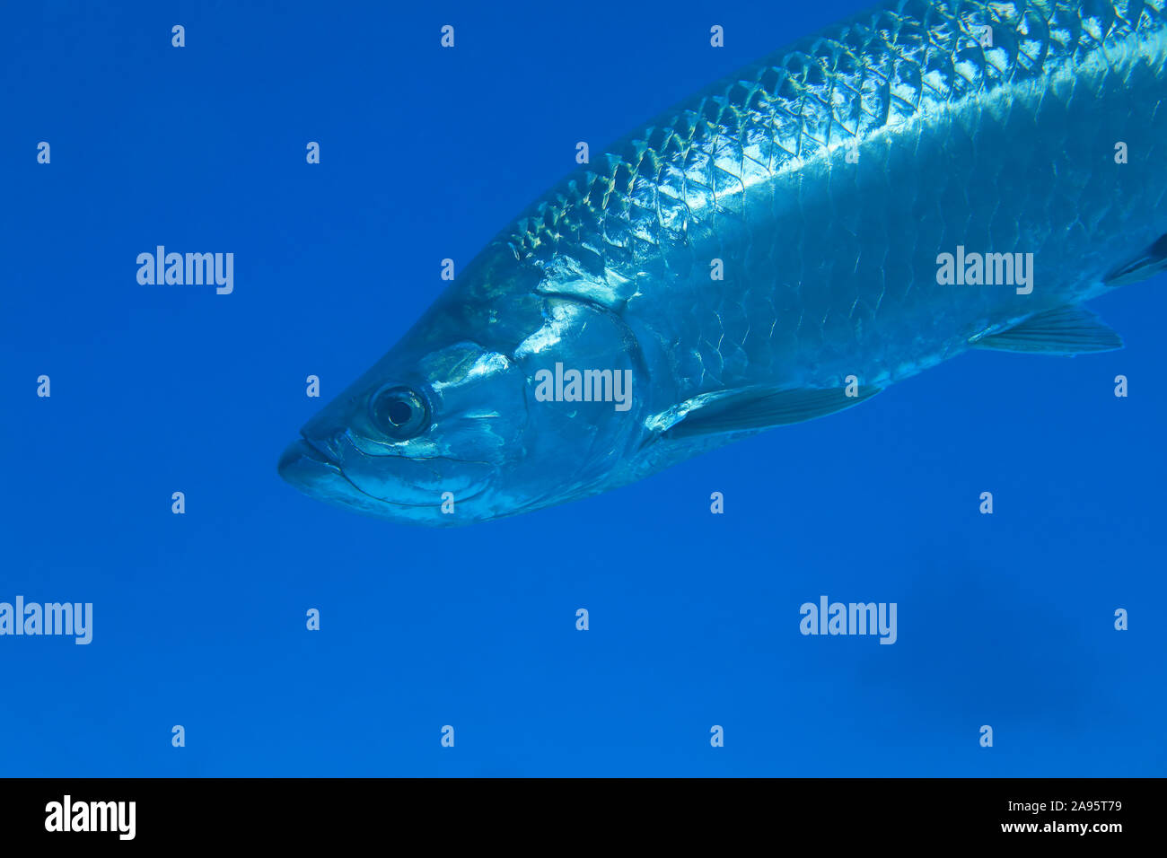 Tarpon fish (Megalops atlanticus) underwater in the caribbean sea of ...