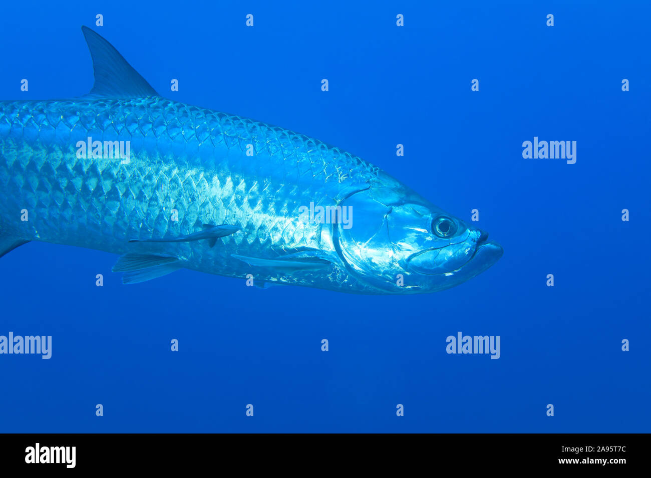 Tarpon fish (Megalops atlanticus) underwater in the caribbean sea of ...